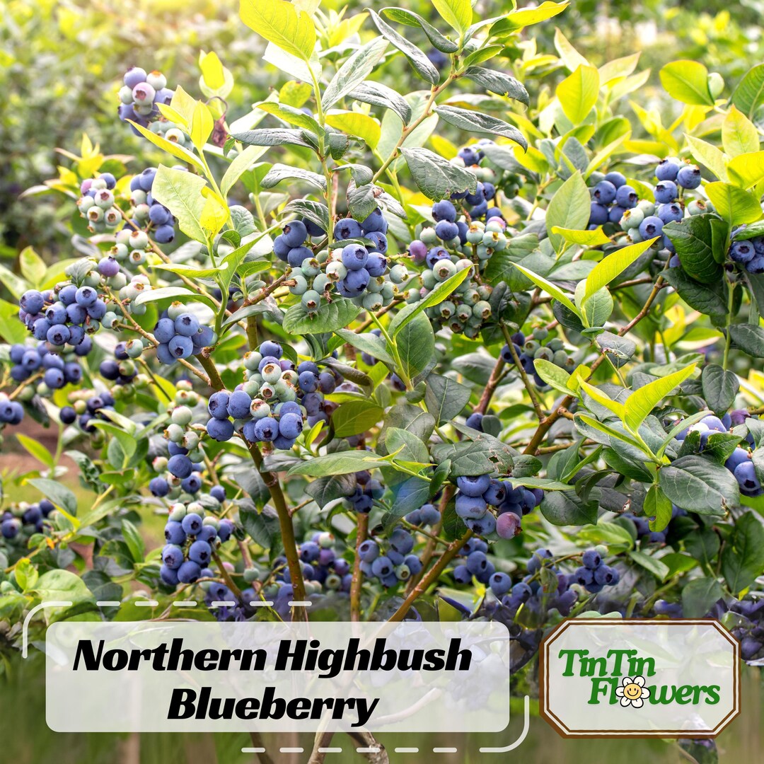 Northern Highbush Blueberry Seeds -sweet and Juicy Berries for Your ...