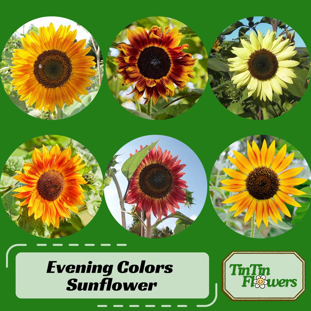 Evening Colors Sunflower Seeds-annuals-authentic Seeds-flowers -organic ...