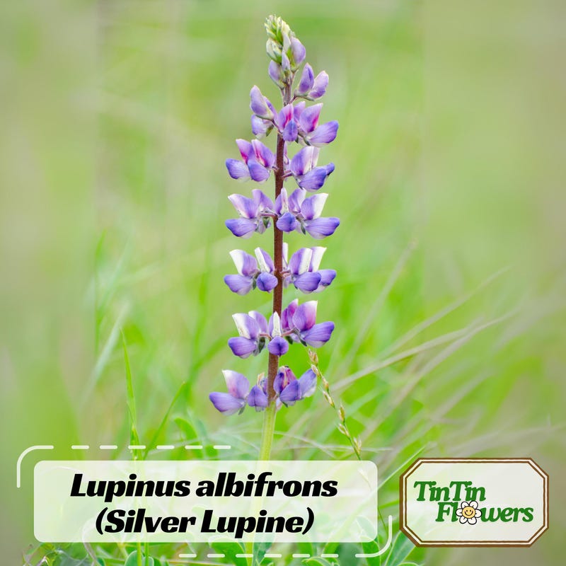Lupine - Etsy