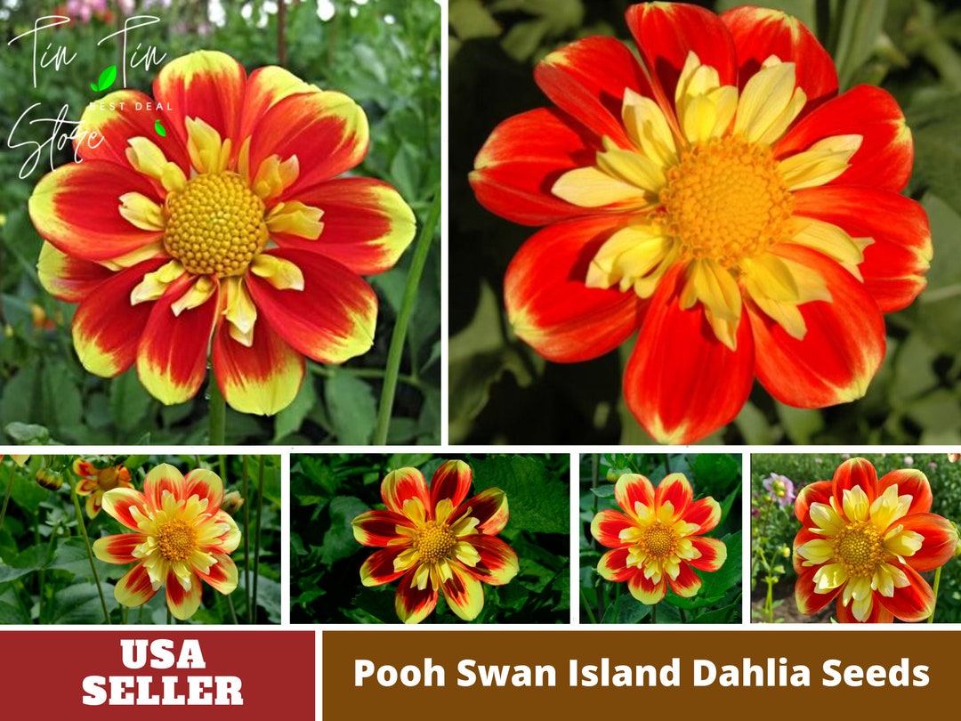 Pooh Swan Island Dahlia Seeds pollinator Friendly Open Pollinated ...