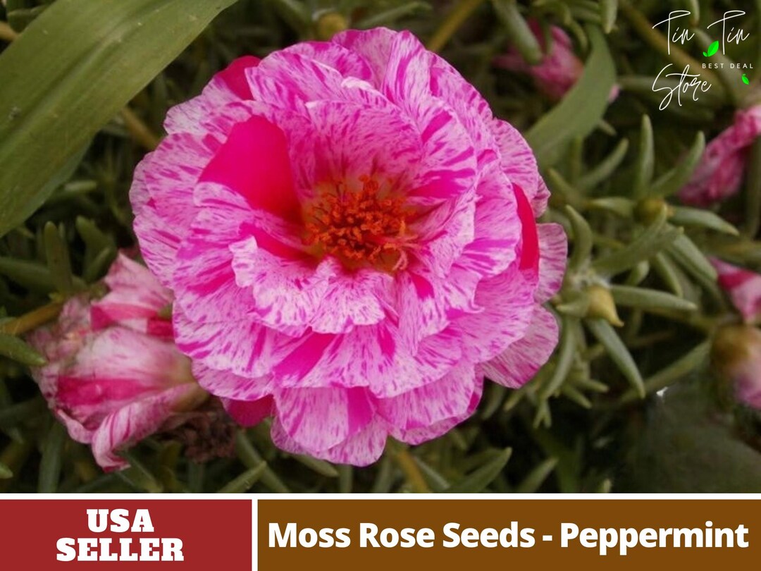 Moss Rose Seeds Peppermint Portulaca Seeds Moss Rose Seeds Heirloom ...