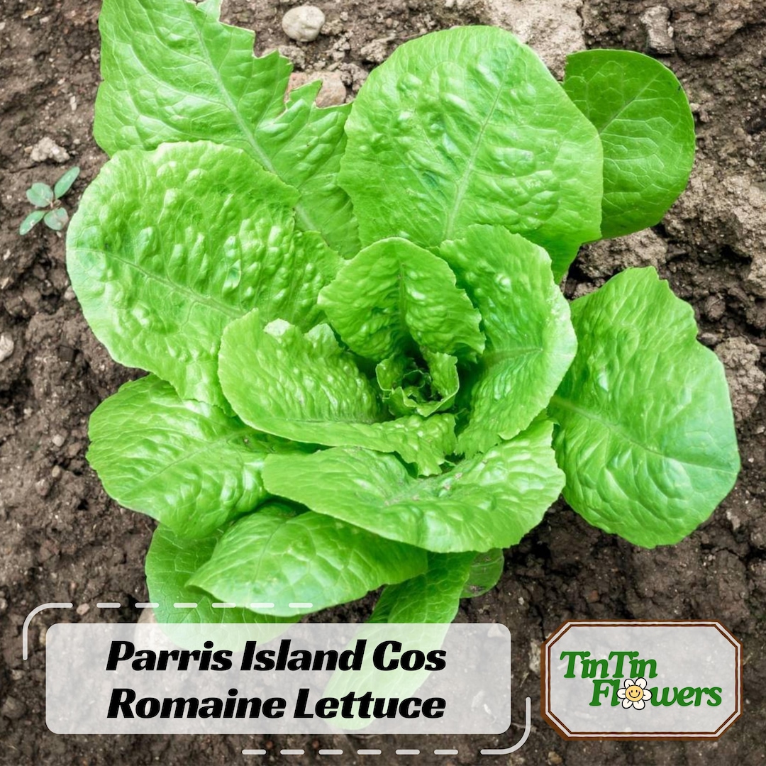 Parris Island Cos Romaine Lettuce Seeds - High-quality Heirloom Lettuce ...