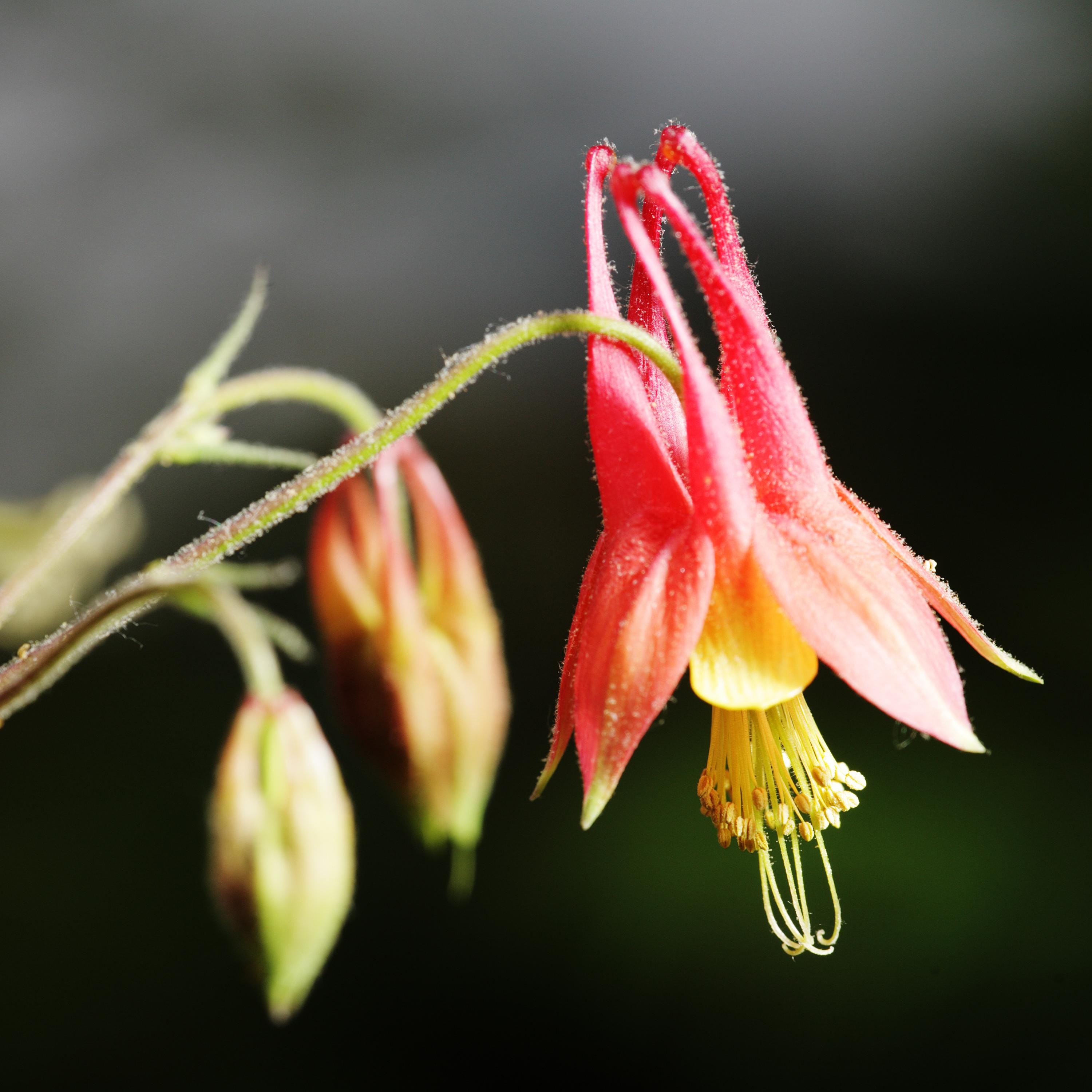 Eastern Red Columbine Seeds - Cold Resistant - Deciduous - Potted ...