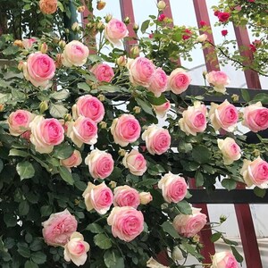 30s|white Pink Eden Climbing Rose Seeds | Elegant Bicolor Blooms | Easy ...