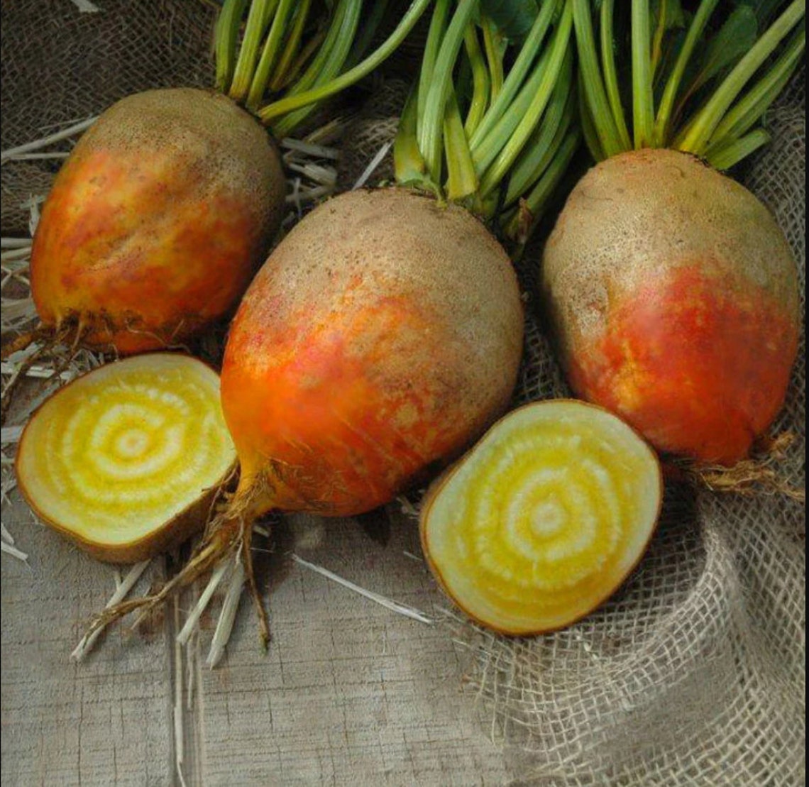 30 Seeds Touchstone Gold Beet Seeds-perennial authentic - Etsy