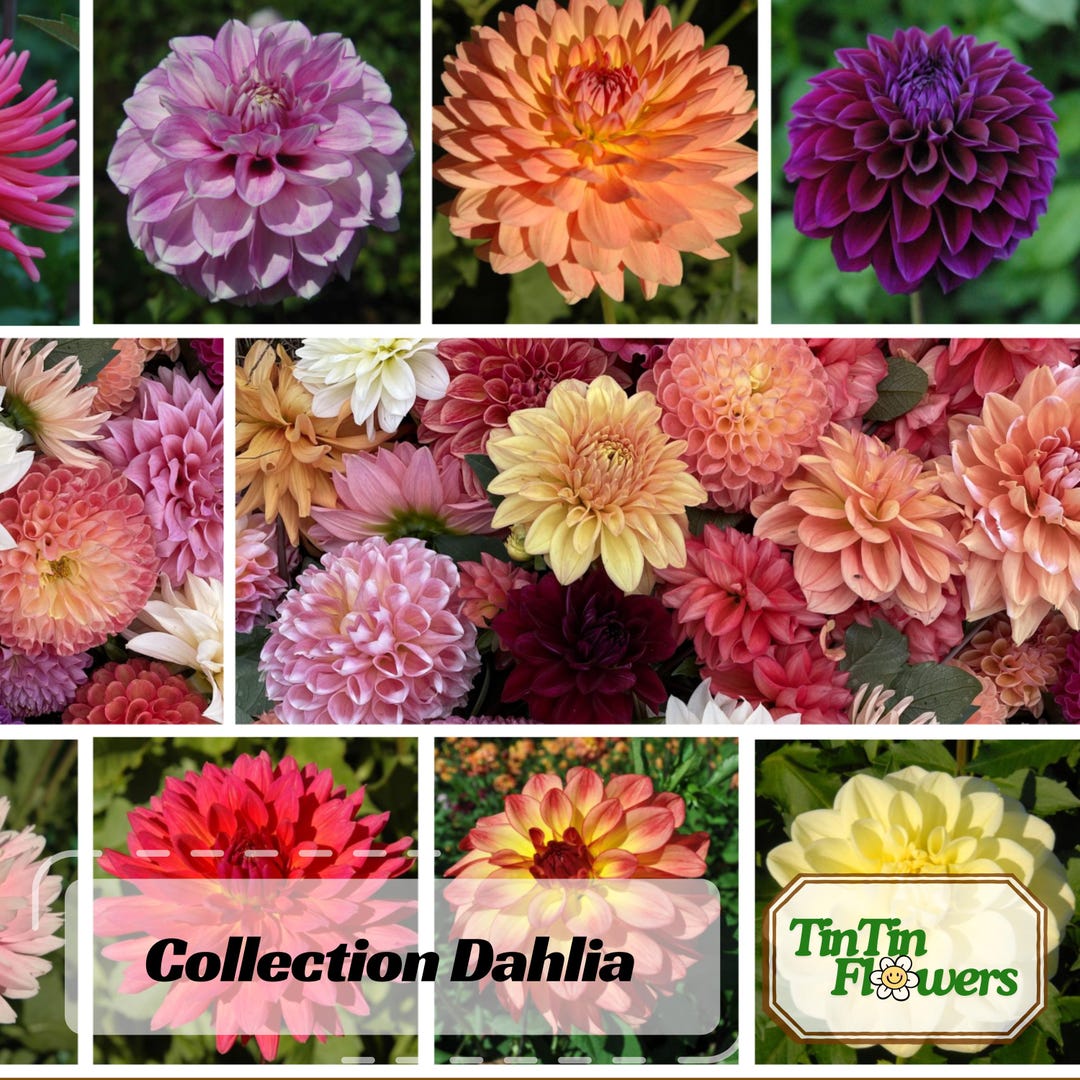 40+ Cut Collection Dahlia Seeds - Pollinator Friendly- Open Pollinated ...
