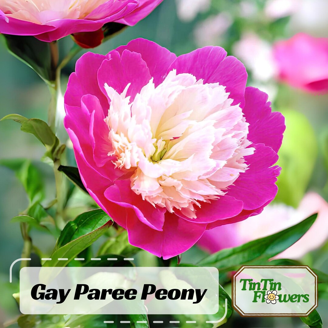 10 Seeds | Gay Paree Peony Seeds -perennial - Perennial - Paeonia ...