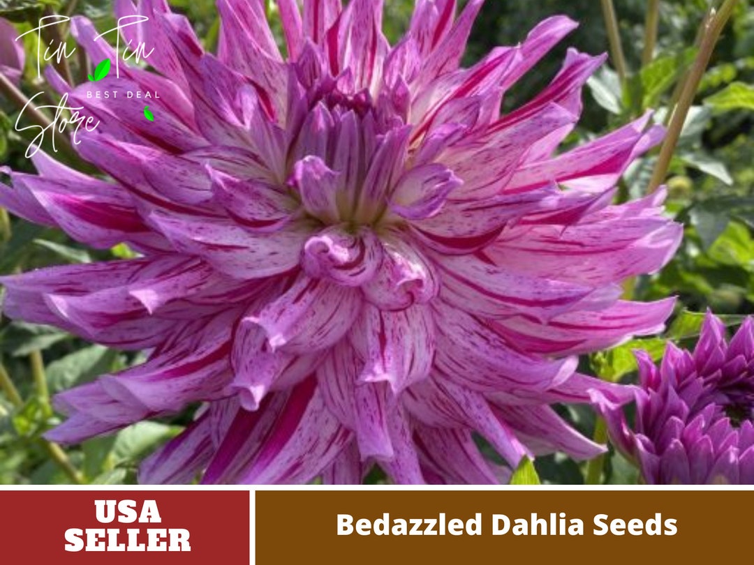 Purple Bedazzled Dahlia Perennial Flower Seeds-perennial authentic ...