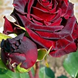 Black Magic Hybrid Tea Rose Seeds perennial authentic Seeds-flowers ...