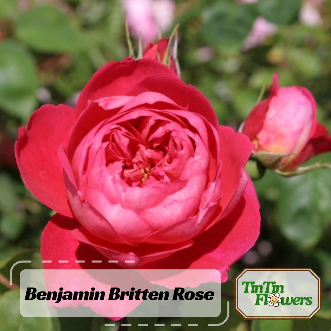 Benjamin Britten Bush Flowers Rose Seeds -perennial -authentic Seeds ...
