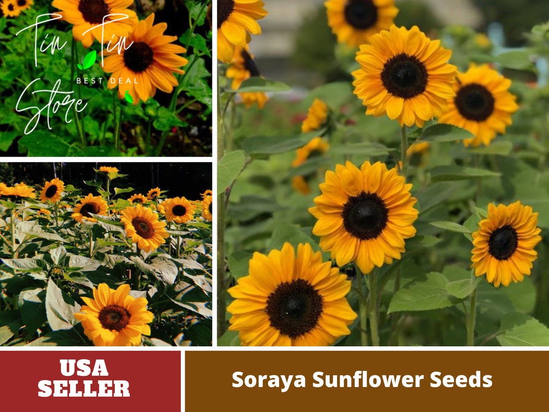 Soraya Sunflower Seeds-annuals-helianthus Annuus Open-pollinated ...