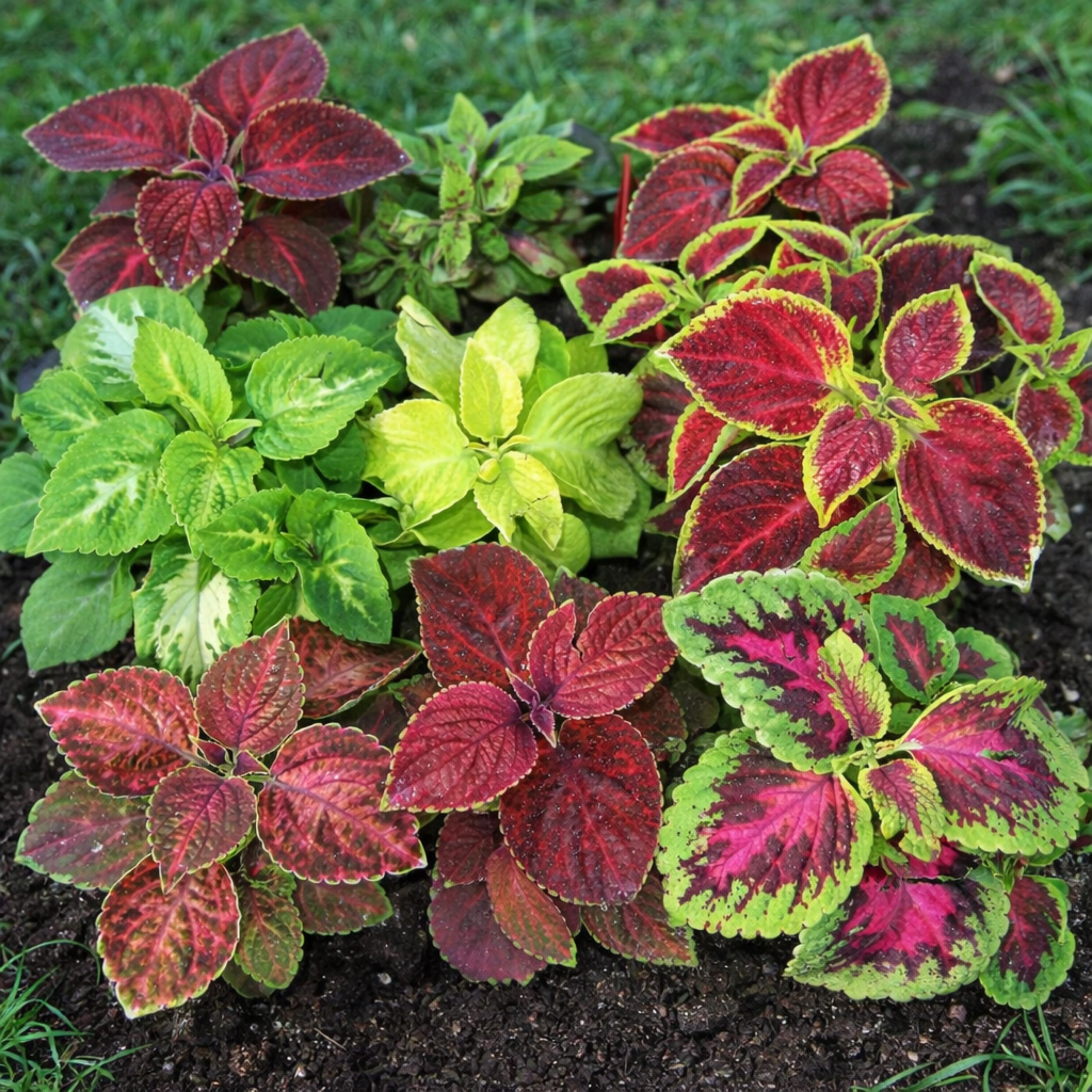 Coleus Seeds Rainbow Mix – Colorful Foliage Plant – Vibrant Leaves for ...