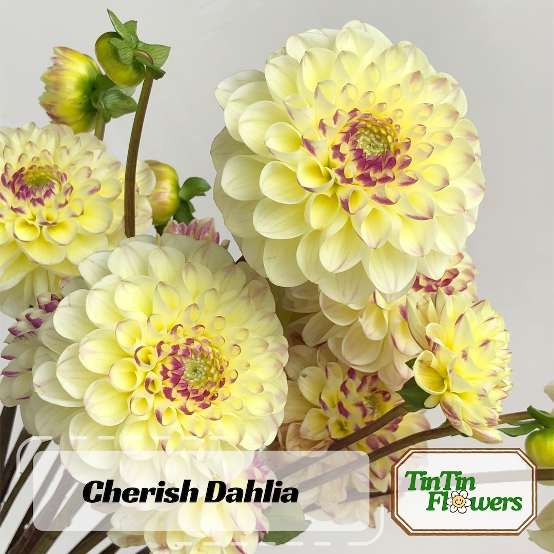 Cherish Dahlia Seeds - Pollinator Friendly- Open Pollinated - Heirloom ...
