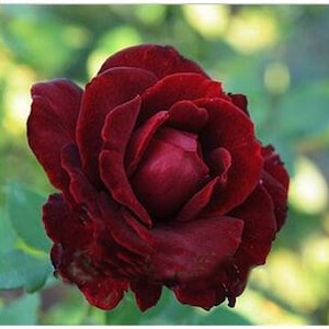True Blood Rose Seeds Perennial authentic Seeds-flowers organic. Non ...