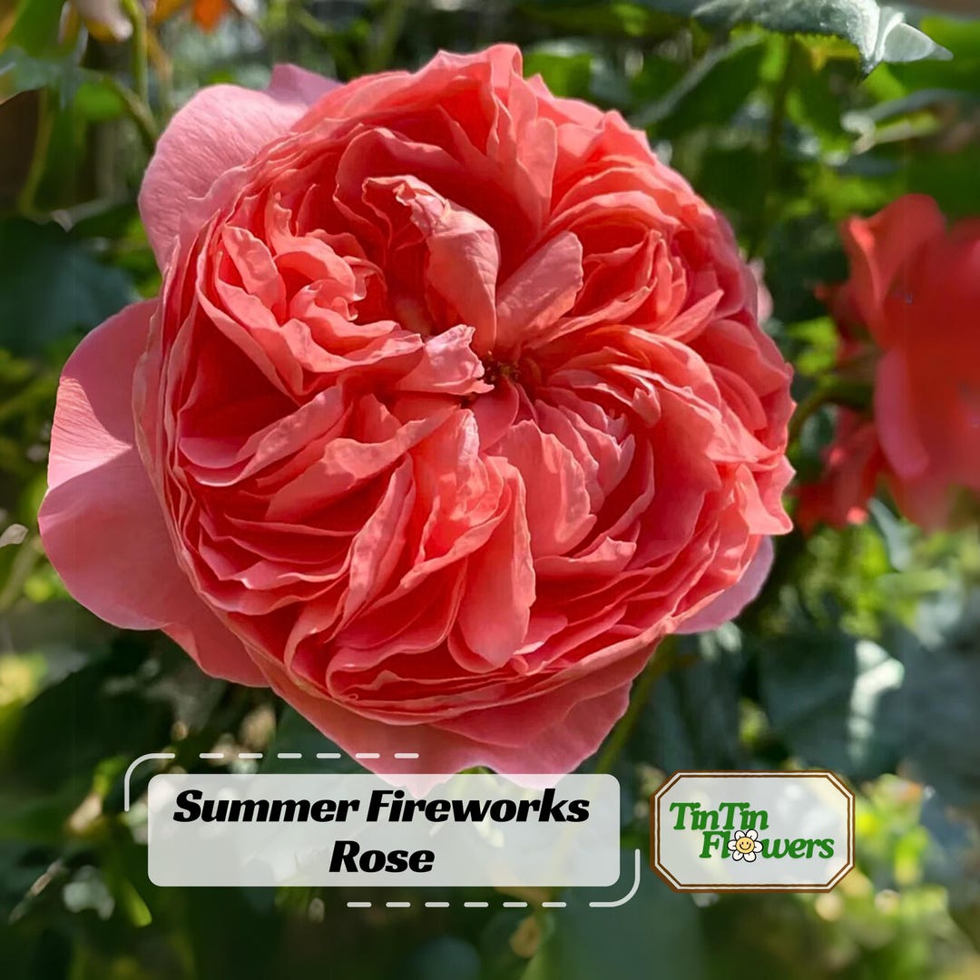 30+ Summer Fireworks Rose Seeds - Clumping - Fireworks Flower Seed ...