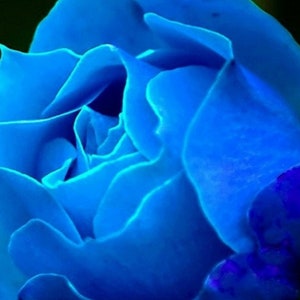 30 Seeds | Light Blue Rose Seeds - Perennial - Authentic Seeds - Mix ...
