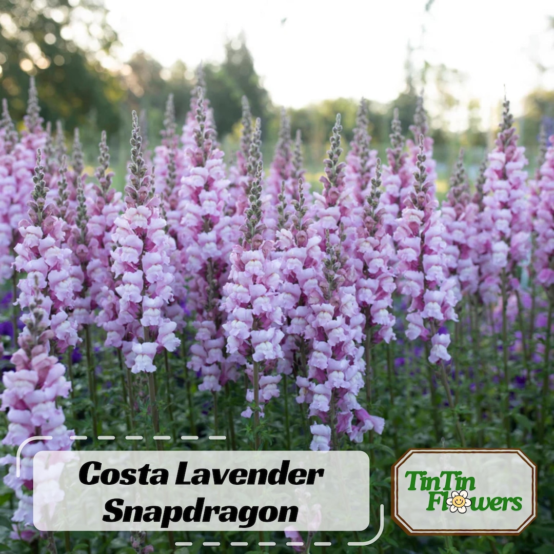 30+ Costa Lavender Snapdragon Seeds - Attracts Pollinators -cut Flowers ...