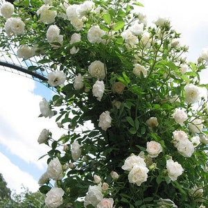 White Climbing Rose Seeds Perennial authentic Seeds-flowers organic ...