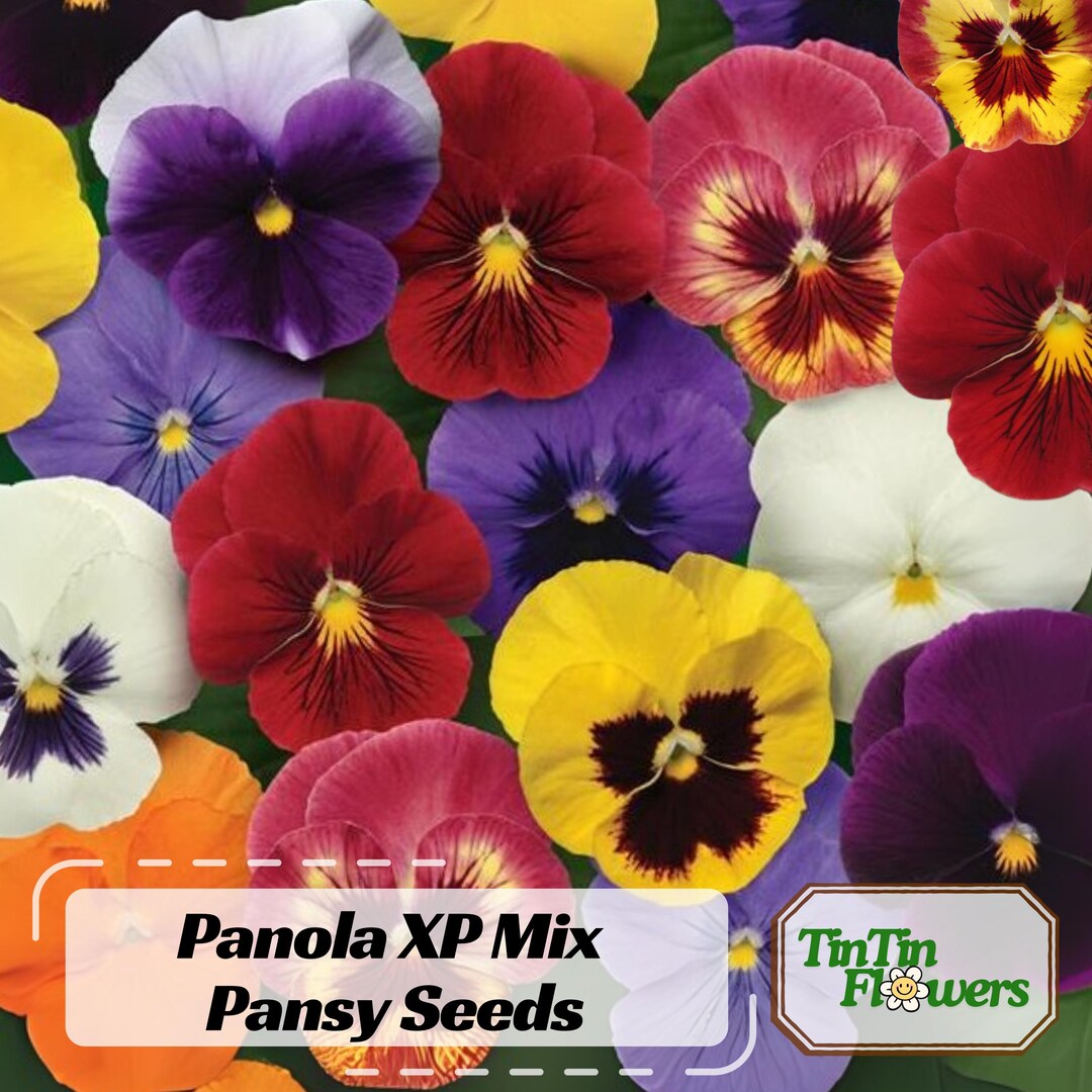 Panola XP Mix Pansy Seeds – Vibrant Color Blend for Fall & Spring ...