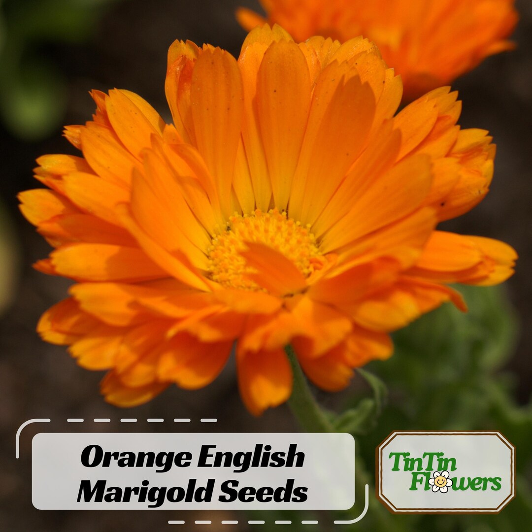 Orange English Marigold Seeds - Edible -open-pollinating - Draft ...