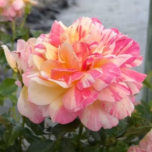 30 Seeds | La Park Floribunda Rose Seeds - Perennial - Authentic Seeds ...
