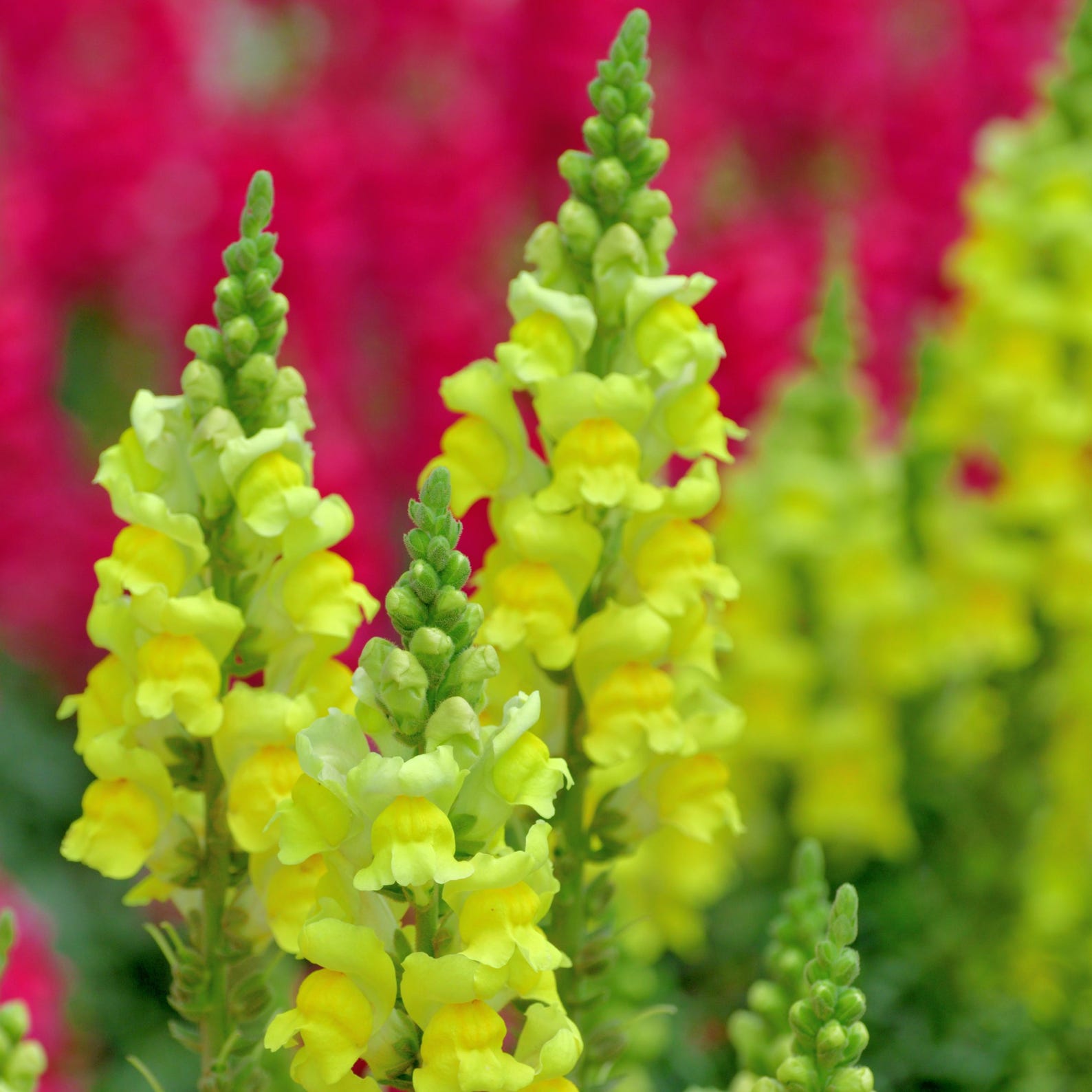 Yellow Rocket Snapdragons Seeds - Cold Resistant - Potted - Attracts ...