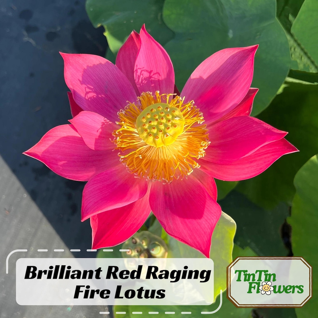 5 Rare Seeds| Brilliant Red Raging Fire Lotus Seeds - Indian Lotus ...