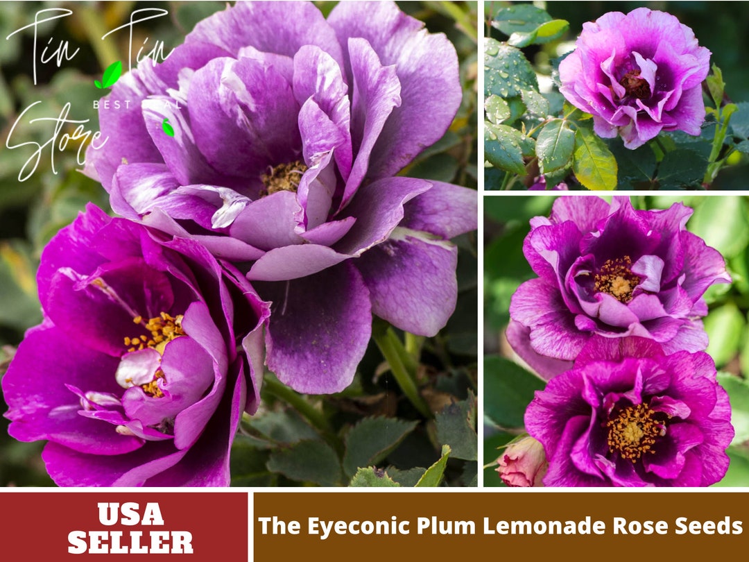 The Eyeconic Plum Lemonade Rose Seeds-perennial authentic Seeds-flowers ...