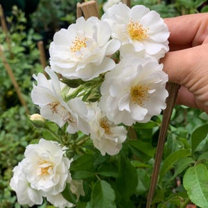 Friendship of Stranger Rose Seeds -perennial - Authentic Seeds - Mix ...