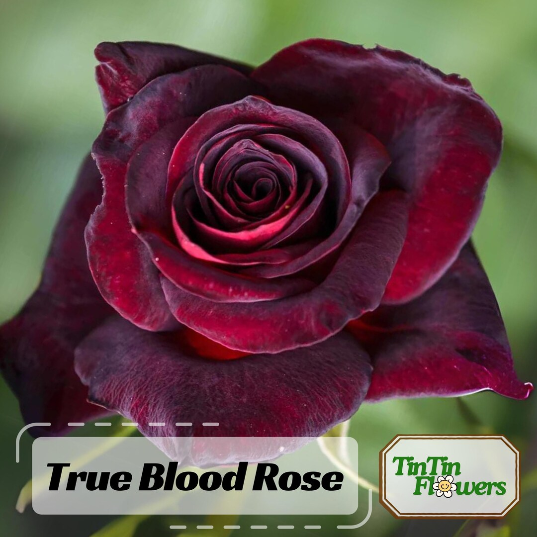 Red Black Rose Seeds -perennial - Authentic Seeds - Mix Seeds - Late ...