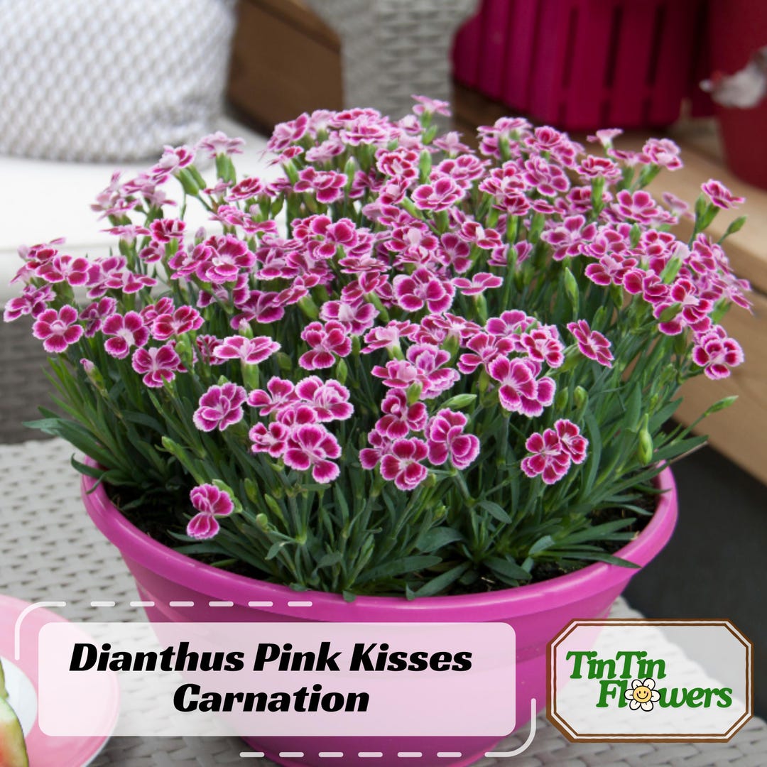 Dianthus Pink Kisses Carnations - Dianthus Seeds - Open-pollinated ...