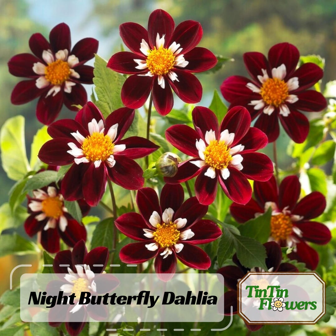 40 Seeds | Night Butterfly Dahlia Seeds - Pollinator Friendly- Open ...
