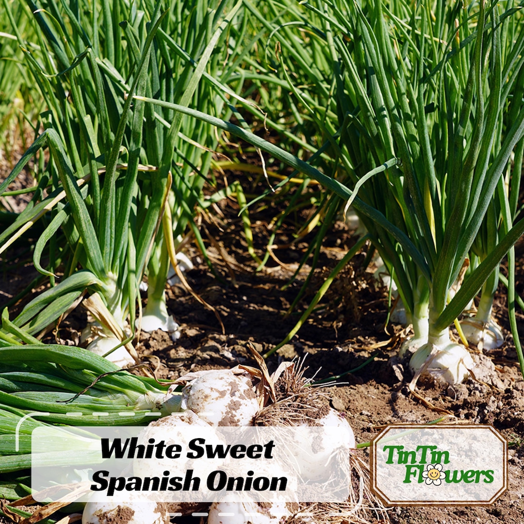 White Sweet Spanish Onion Seeds – Heirloom Bulb Vegetable – Allium Cepa ...