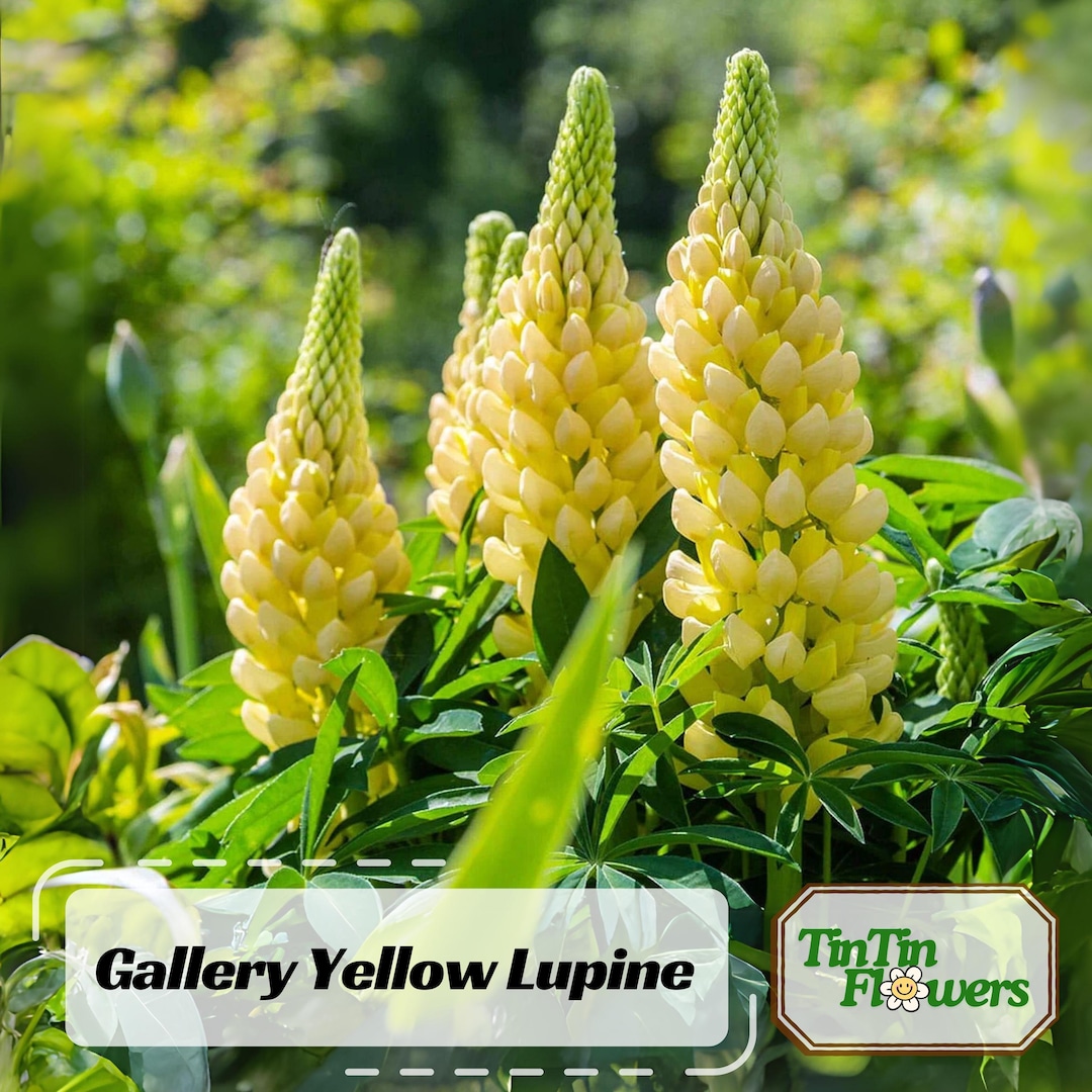 Lupinus Polyphyllus ‘gallery Yellow’ - Lupine Seeds- Lupinus ...