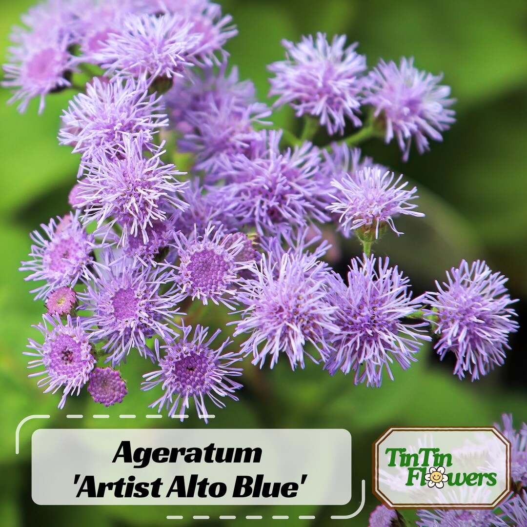 30+ Artist Alto Blue Ageratum Seeds - Potted -fast Growing -attracts ...