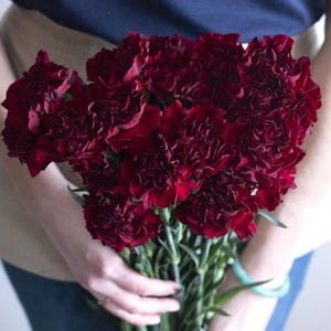 30+ Burgundy Carnations - Dianthus Seeds - Container - Balcony Flowers ...