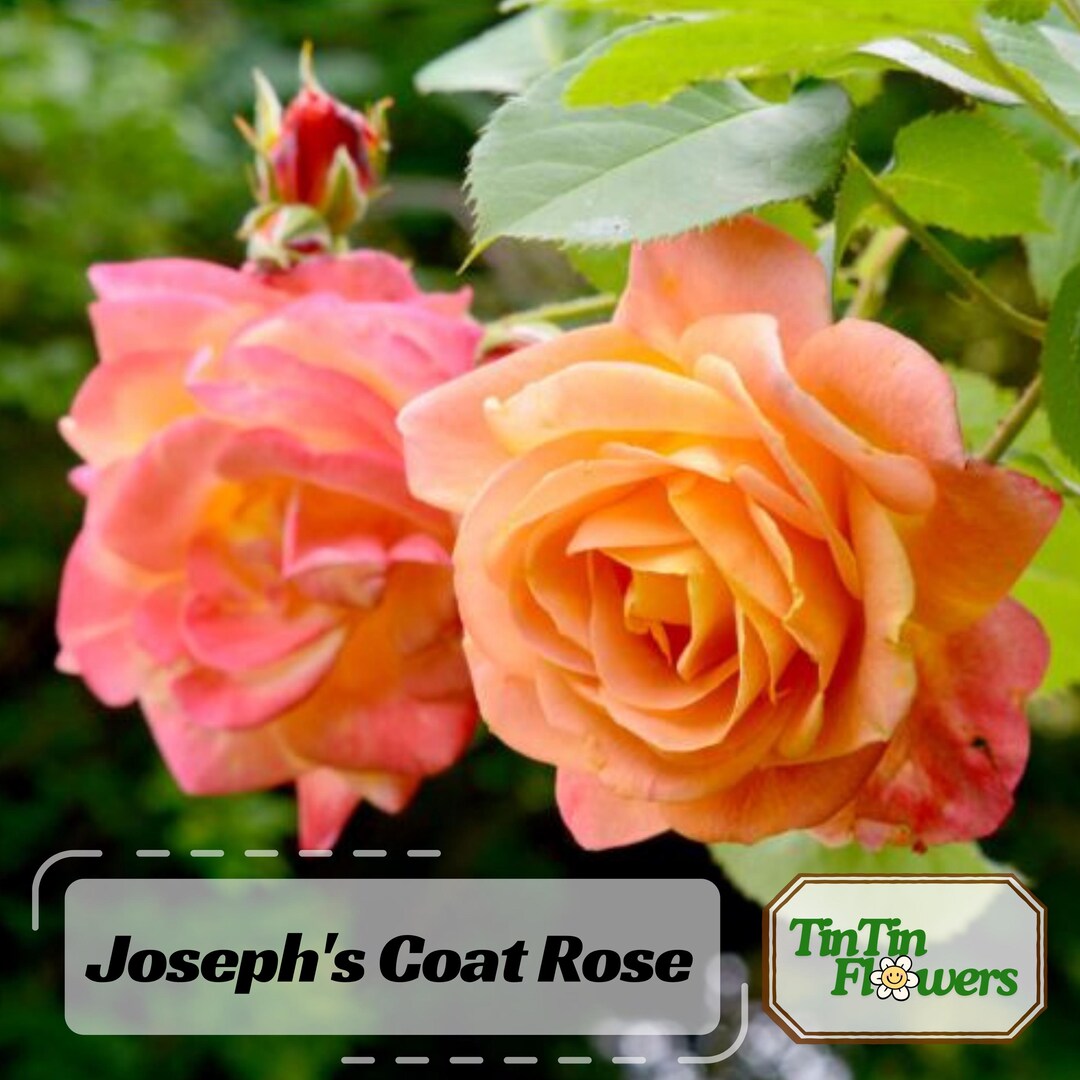 30 Seeds | Climbing Joseph's Coat Rose Seeds, Blooms, Easy to Grow ...