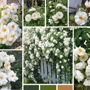 Friendship of Stranger Rose Seeds perennial authentic - Etsy