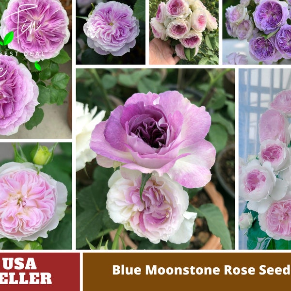 Moonstone Rose Bush - Etsy