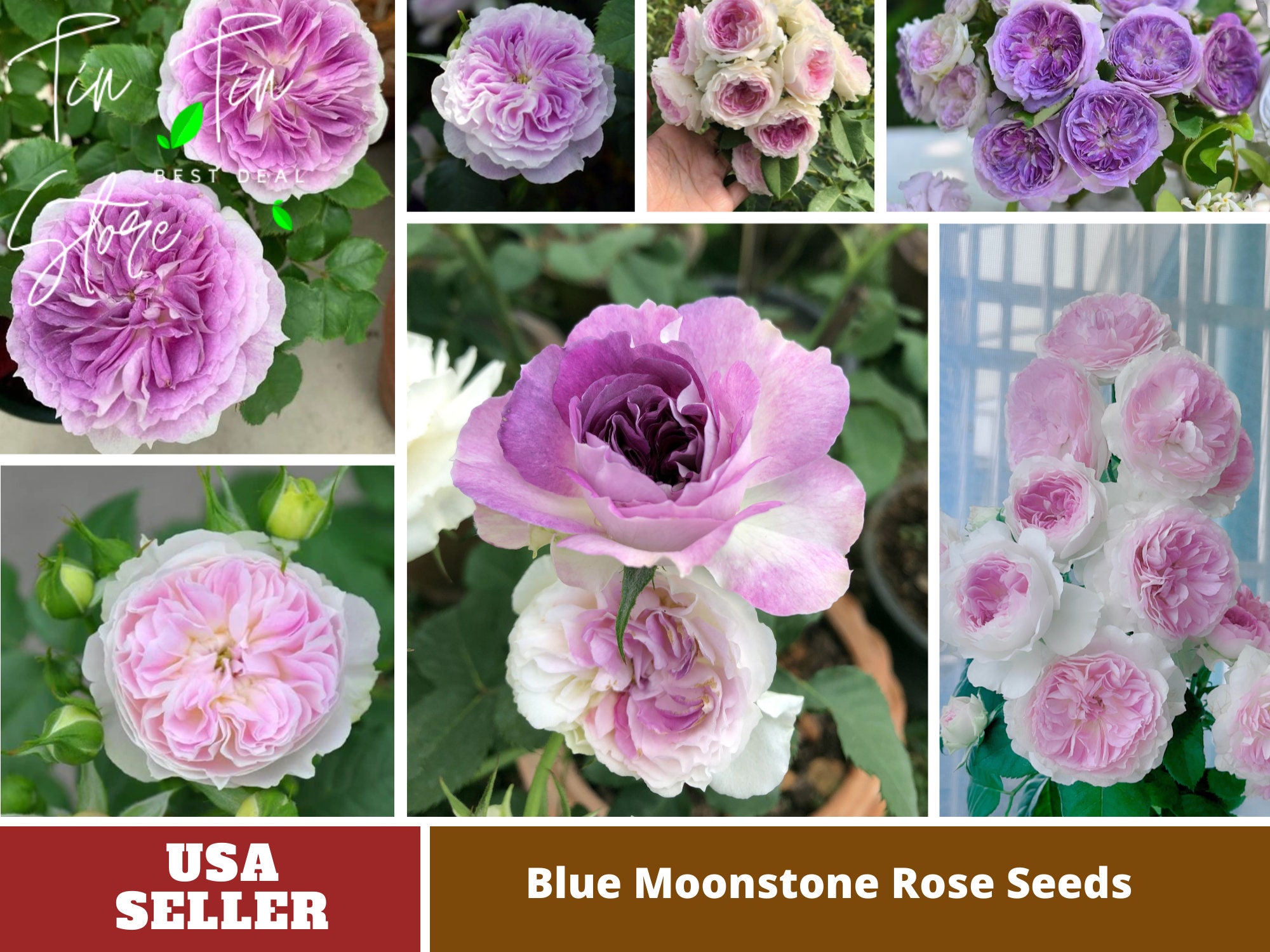Moonstone Rose