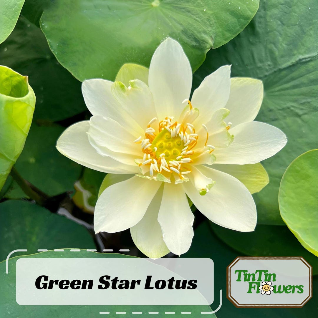 5+ Rare Seeds| Green Star Lotus Seeds - Indian Lotus (nelumbo Nucifera ...