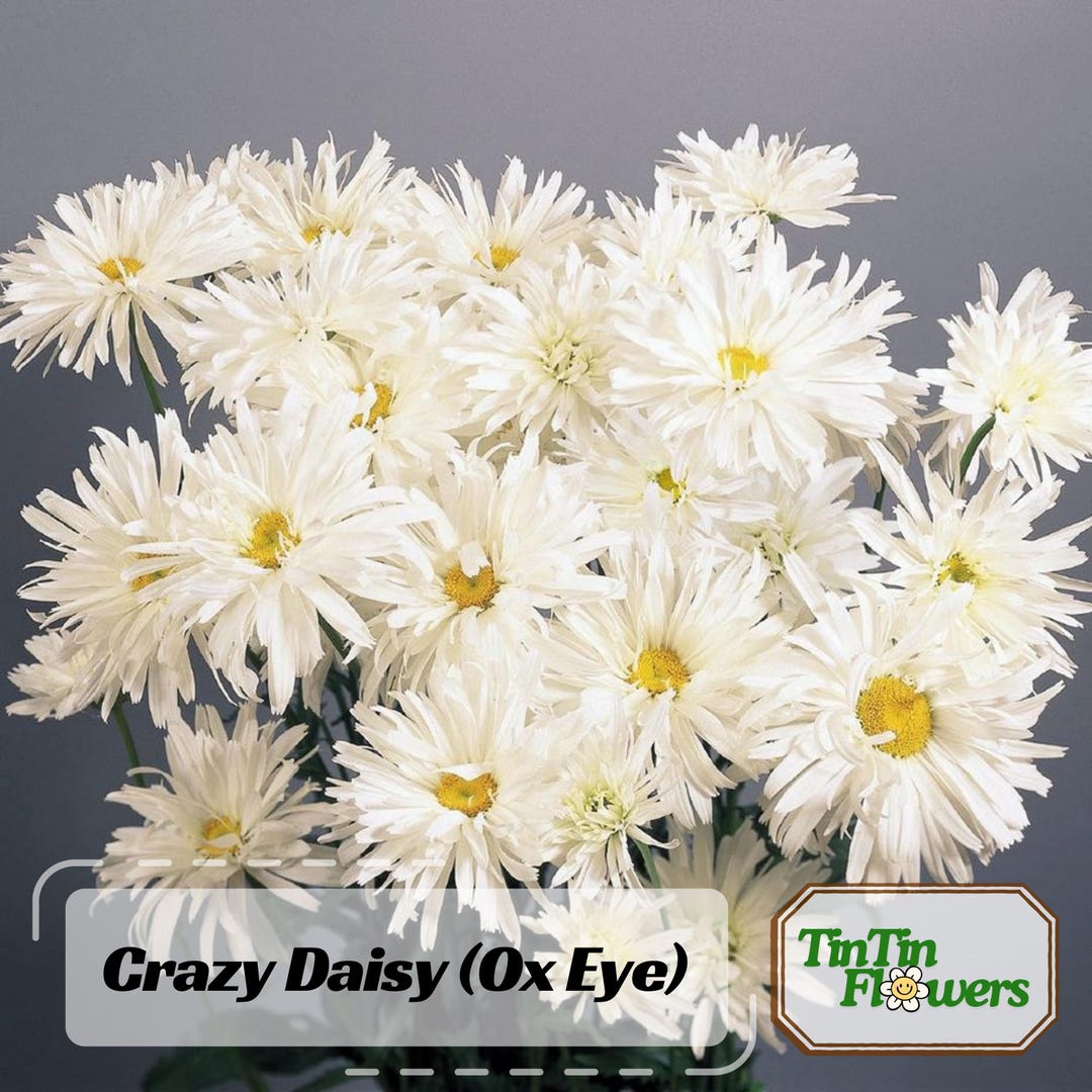 Crazy Daisy (ox Eye) -perennial -authentic Seeds-flowers -organic. Non ...