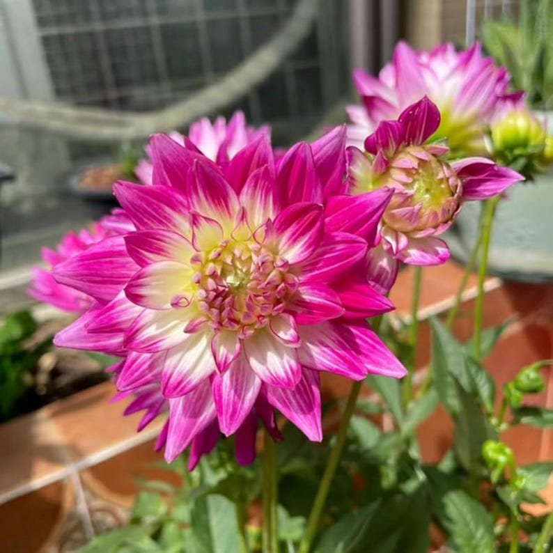 Zoey Rey Dahlia Seeds- Pollinator Friendly- Open Pollinated - Heirloom ...