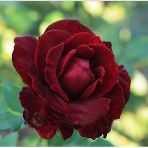 True Blood Rose Seeds Perennial authentic Seeds-flowers organic. Non ...