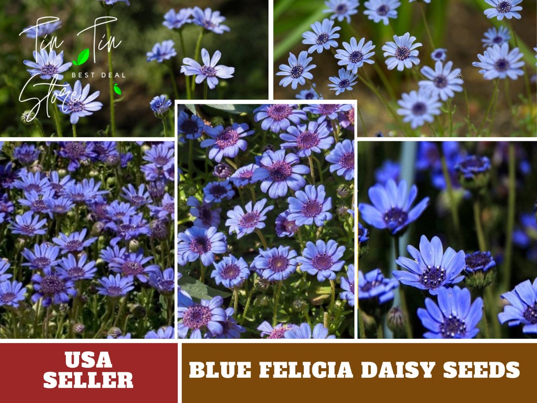 Blues Blue Perennial Daisy Seeds authentic Seeds-flowers organic. Non ...