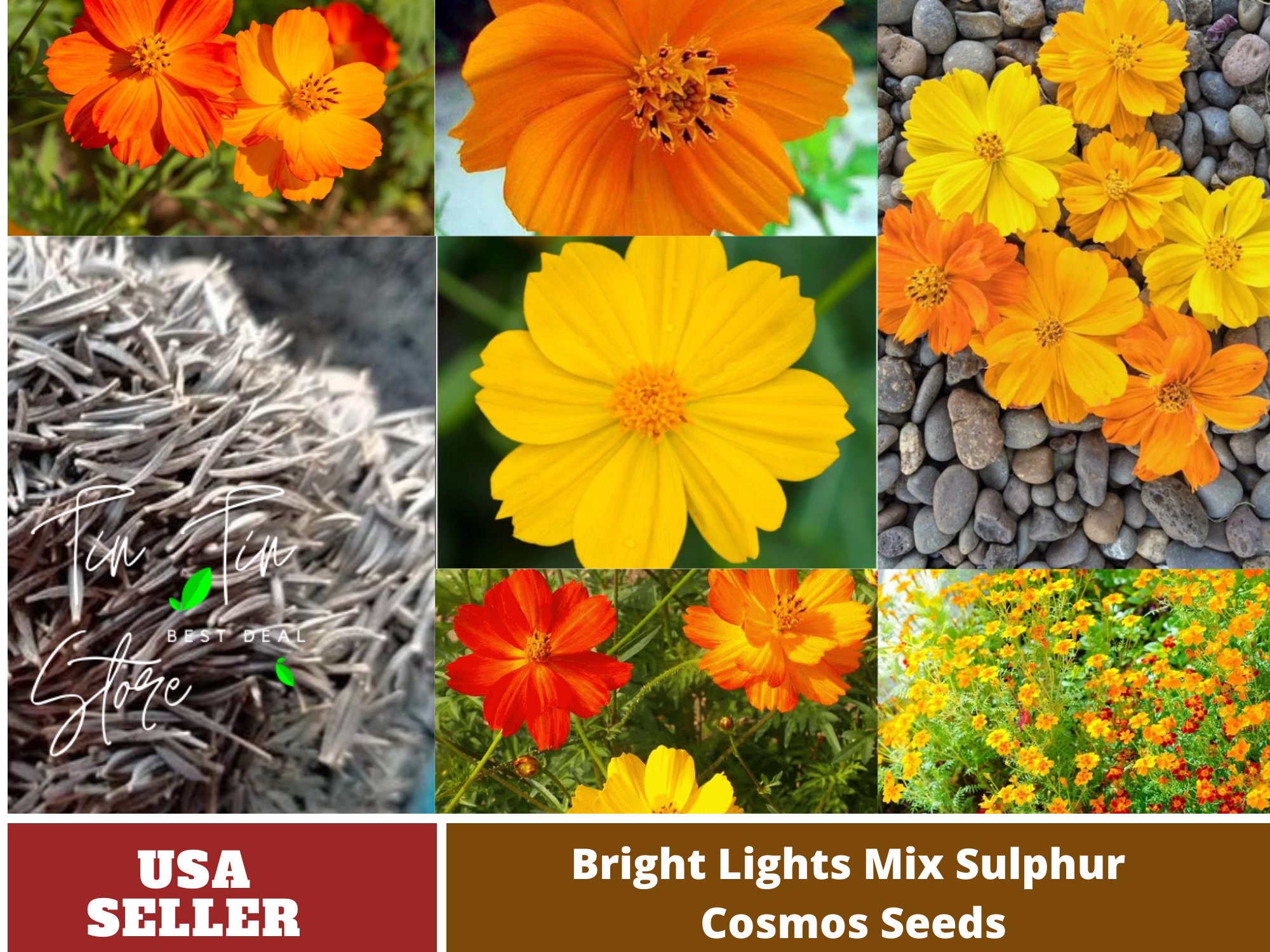 Sulphur Bright Lights Cosmos