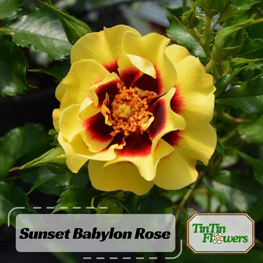 Sunset Babylon Rose Seeds -perennial - Authentic Seeds - Mix Seeds ...
