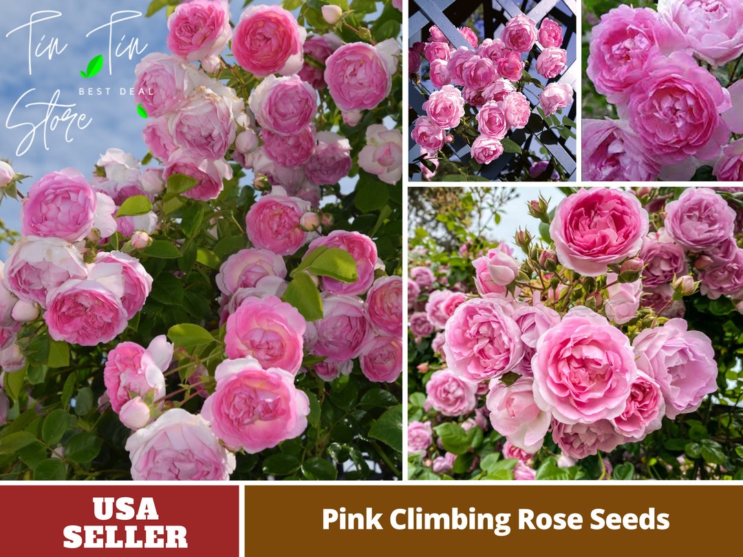 Pink Climbing Rose Seeds-perennial Authentic Seeds Mix Seeds Late ...