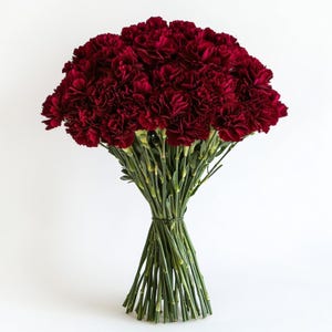 30+ Burgundy Carnations - Dianthus Seeds - Container - Balcony Flowers ...