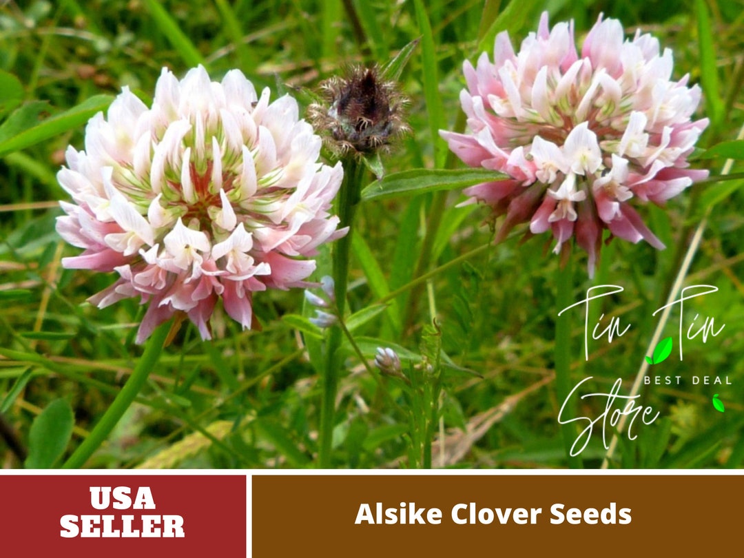 Alsike Clover Seeds-perennial authentic Seeds-flowers organic. Non GMO ...